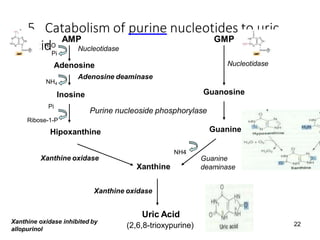 BL2- Purine Metabolism by prof unikl rcmp.pdf