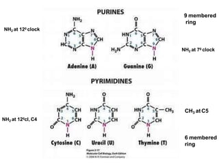 BL2- Purine Metabolism by prof unikl rcmp.pdf