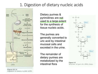 BL2- Purine Metabolism by prof unikl rcmp.pdf