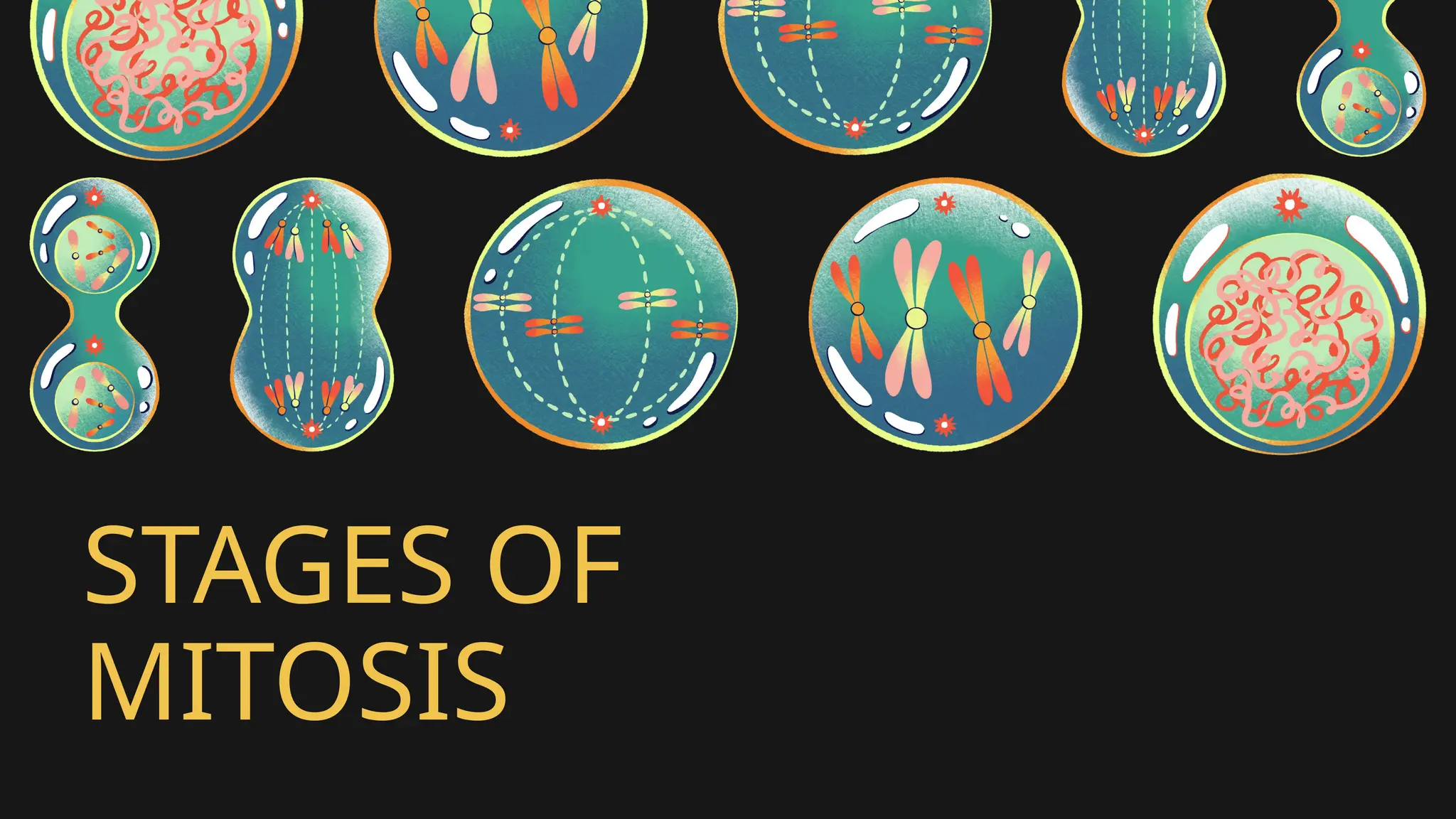 Black-and-Yellow-Illustrative-Science-Stages-of-Mitosis-Presentation.pptx