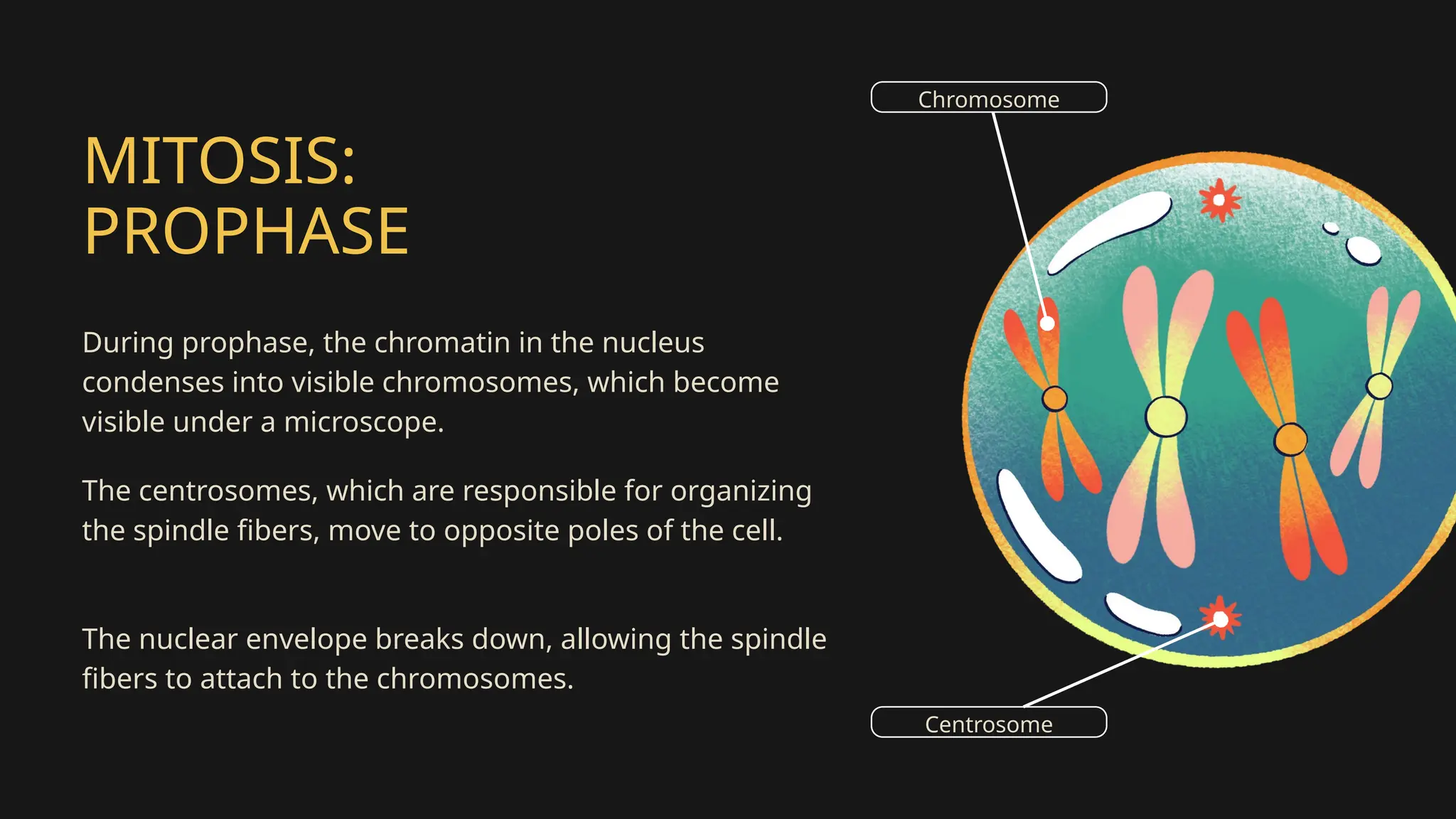 Black-and-Yellow-Illustrative-Science-Stages-of-Mitosis-Presentation.pptx