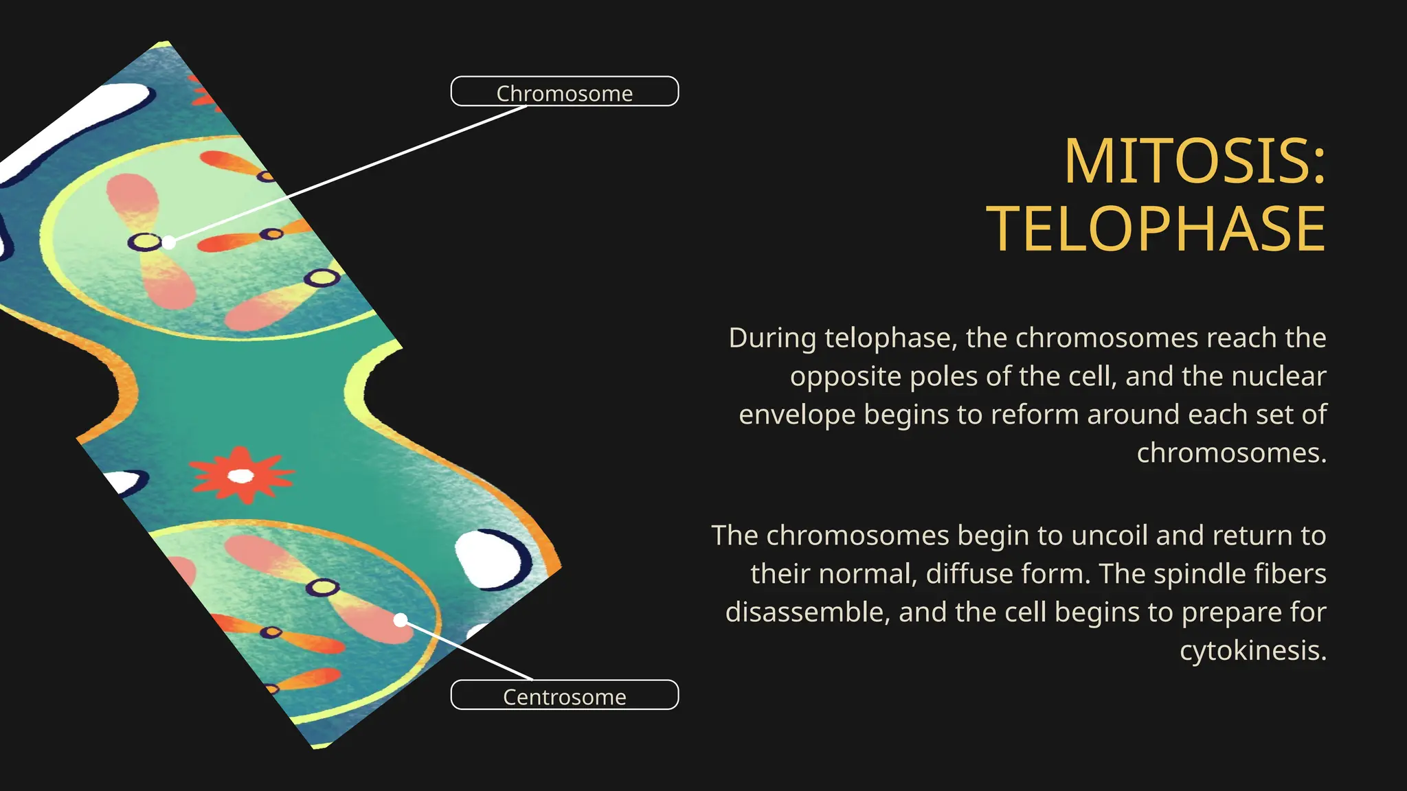 Black-and-Yellow-Illustrative-Science-Stages-of-Mitosis-Presentation.pptx