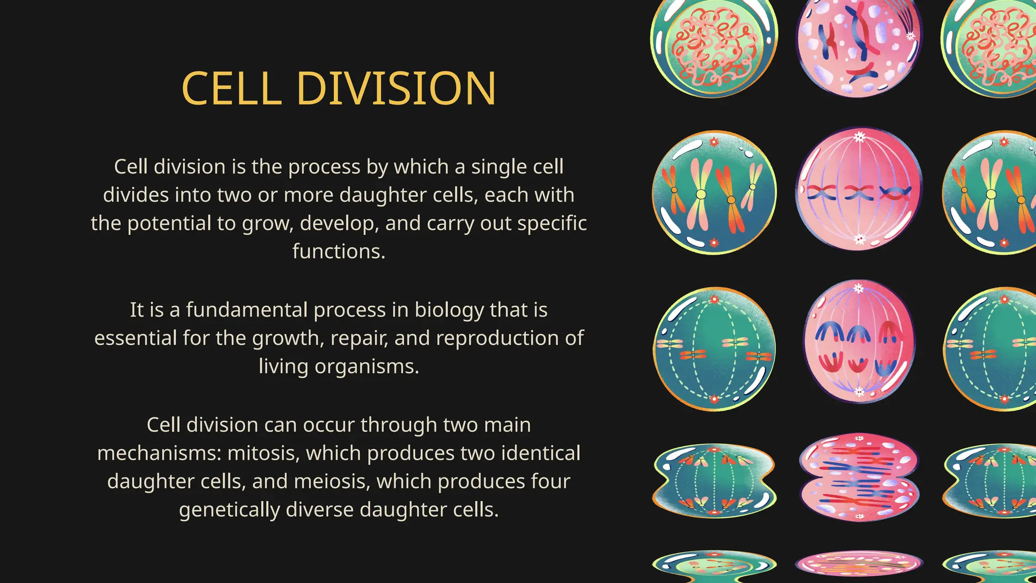 Black-and-Yellow-Illustrative-Science-Stages-of-Mitosis-Presentation.pptx