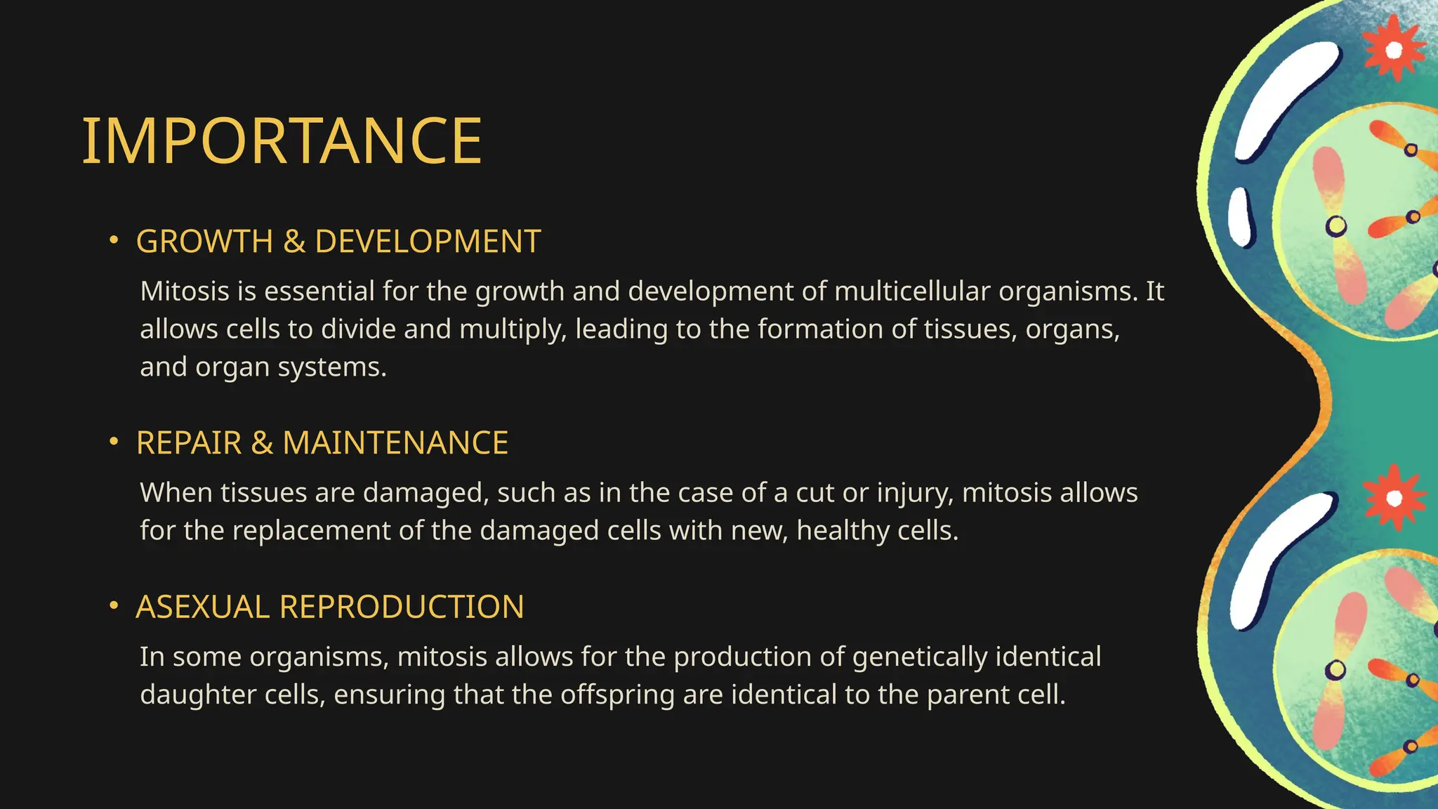 Black-and-Yellow-Illustrative-Science-Stages-of-Mitosis-Presentation.pptx