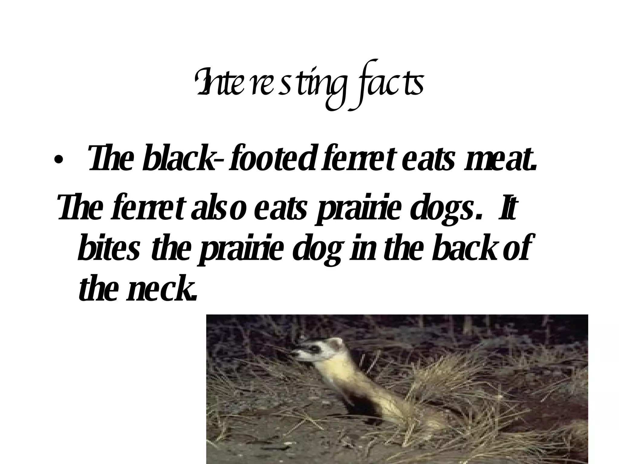 Black Footed Fettet by Kirsten | PPT