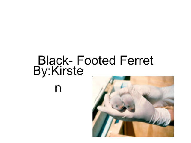 Black Footed Fettet by Kirsten | PPT