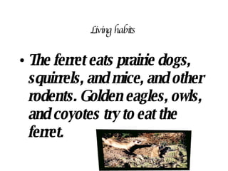 Black Footed Fettet by Kirsten | PPT