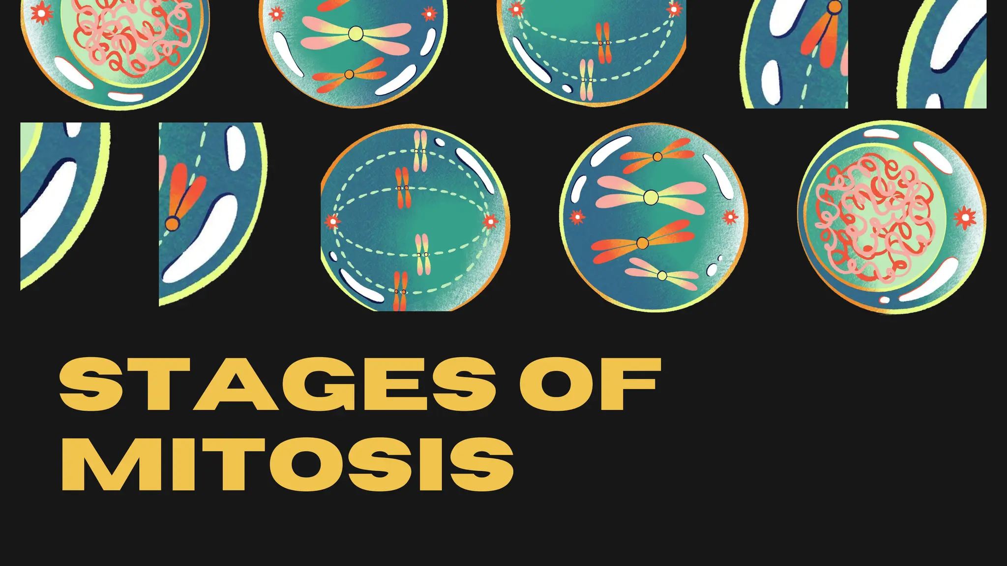 Black and Yellow Illustrative Science Stages of Mitosis Presentation_20231201_194231_0000.pptx