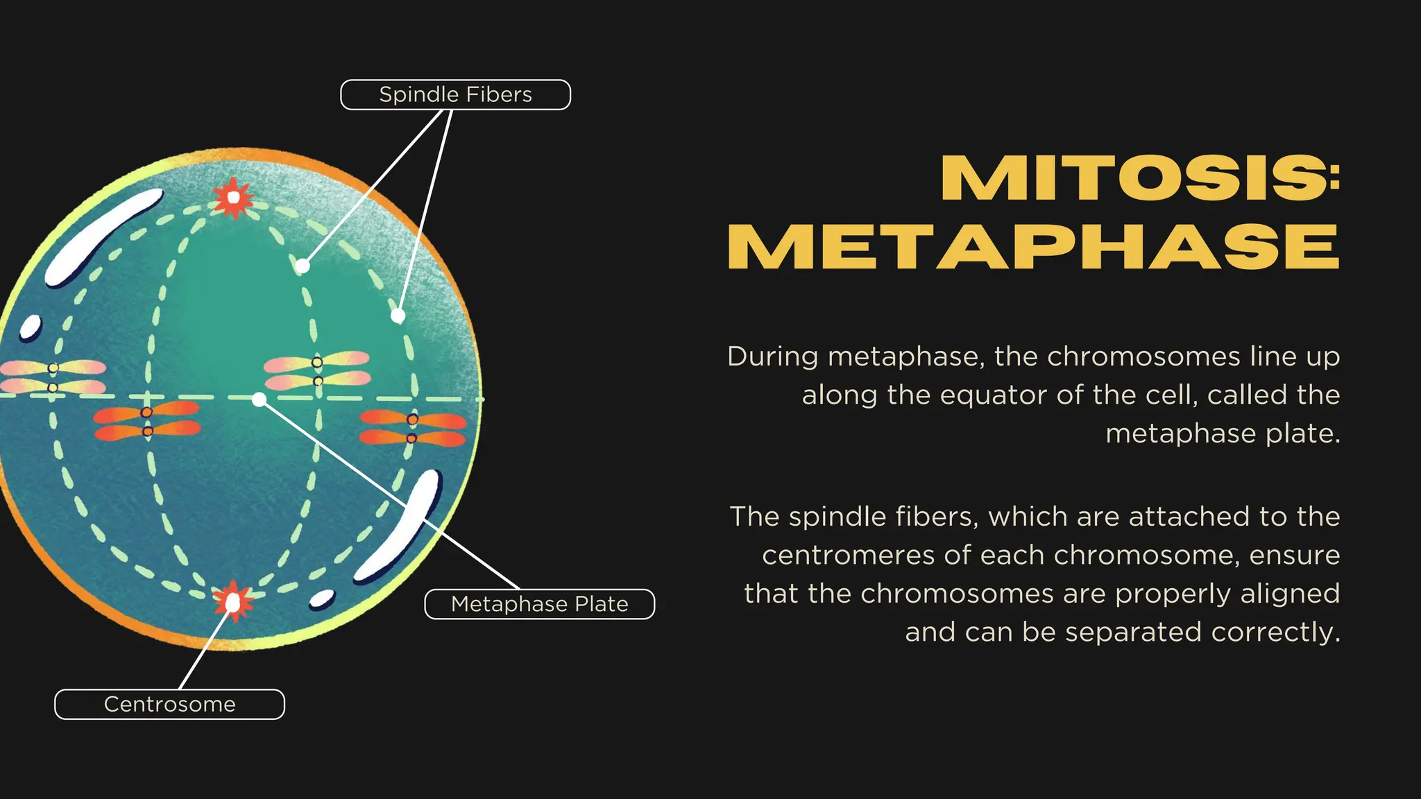 Black and Yellow Illustrative Science Stages of Mitosis Presentation ...