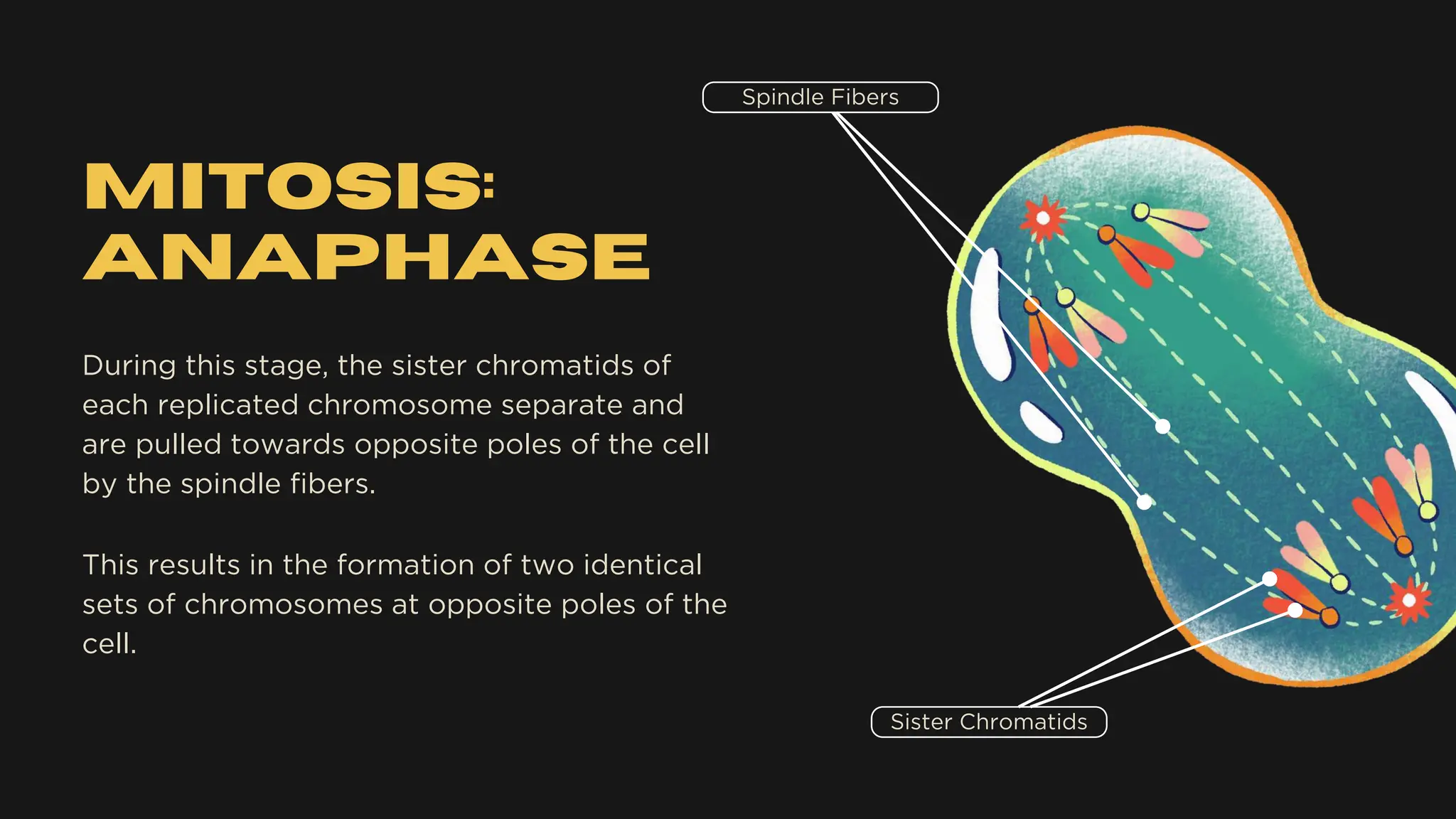 Black and Yellow Illustrative Science Stages of Mitosis Presentation ...