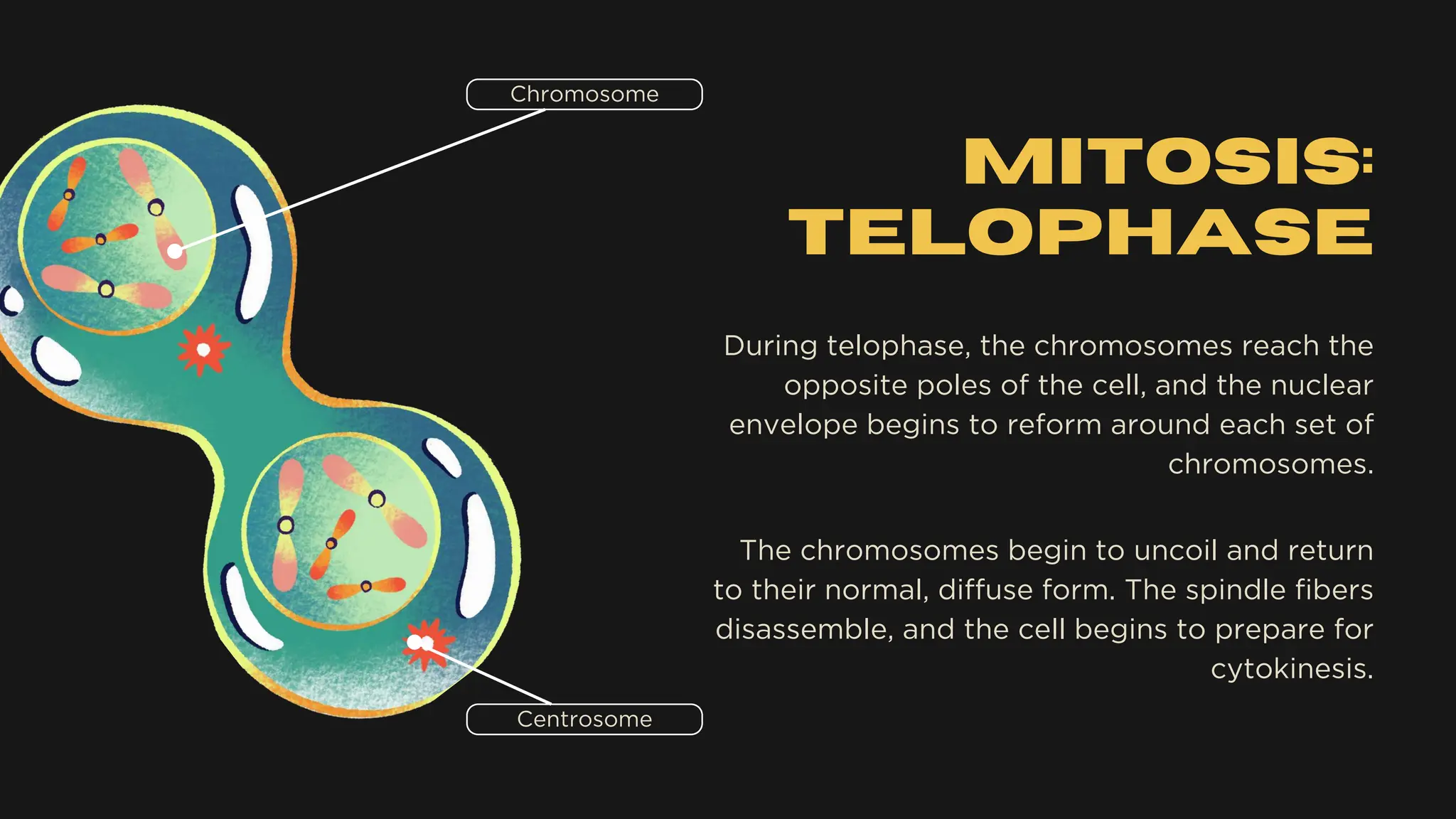 Black and Yellow Illustrative Science Stages of Mitosis Presentation ...