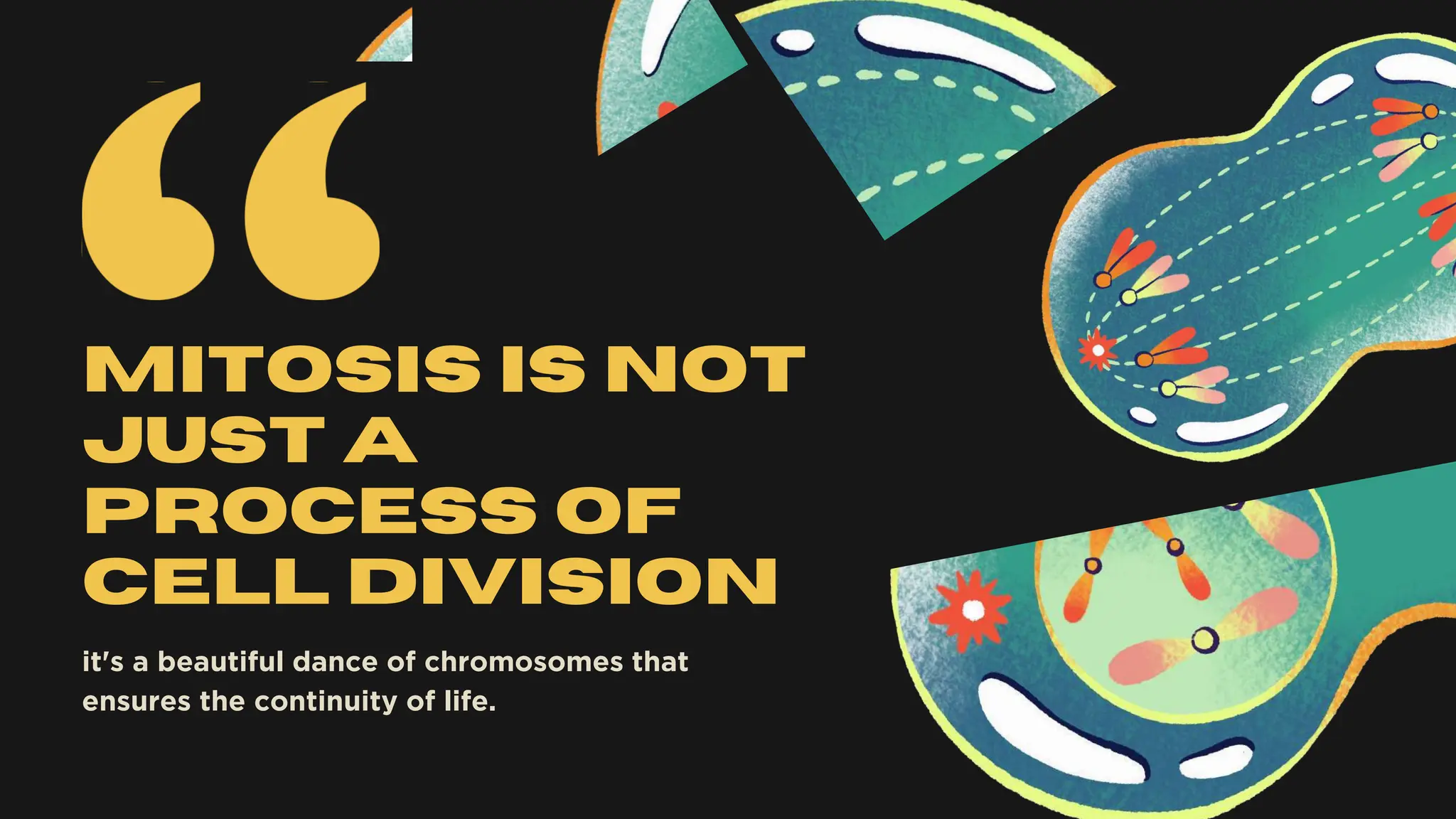 Black and Yellow Illustrative Science Stages of Mitosis Presentation ...