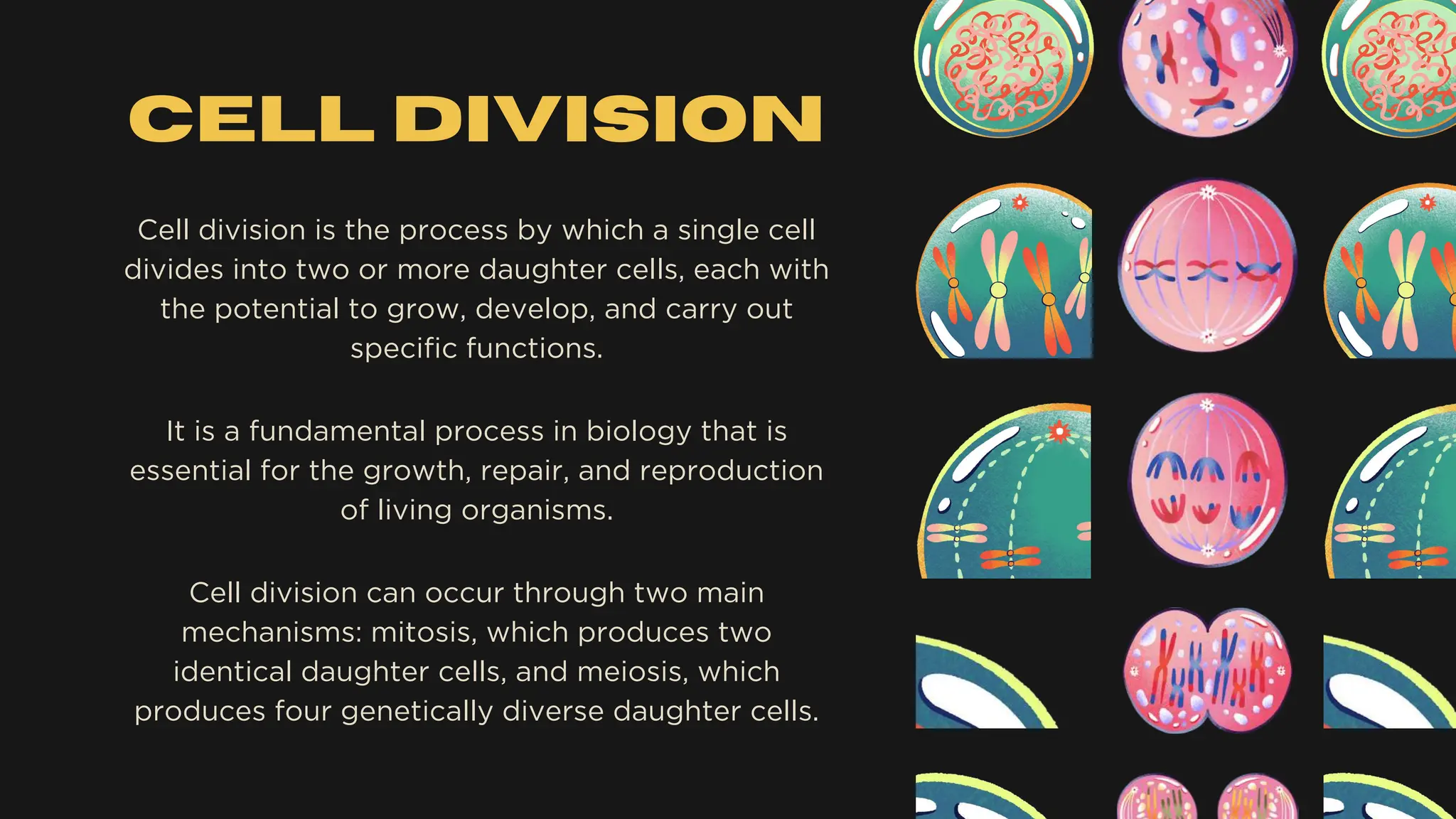 Black and Yellow Illustrative Science Stages of Mitosis Presentation ...