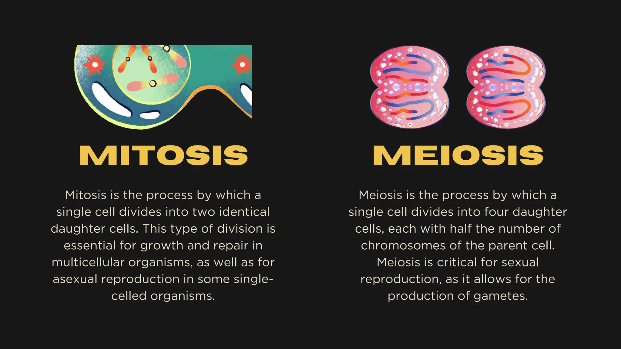 Black and Yellow Illustrative Science Stages of Mitosis Presentation ...