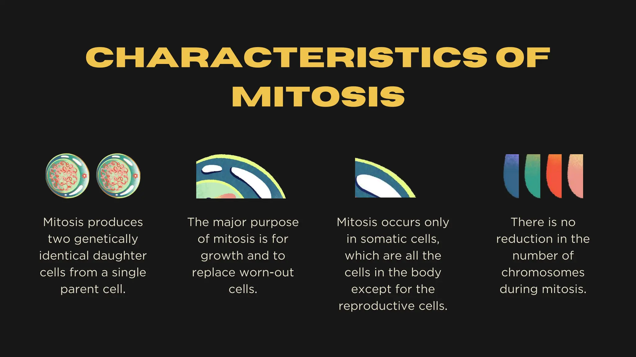 Black and Yellow Illustrative Science Stages of Mitosis Presentation ...