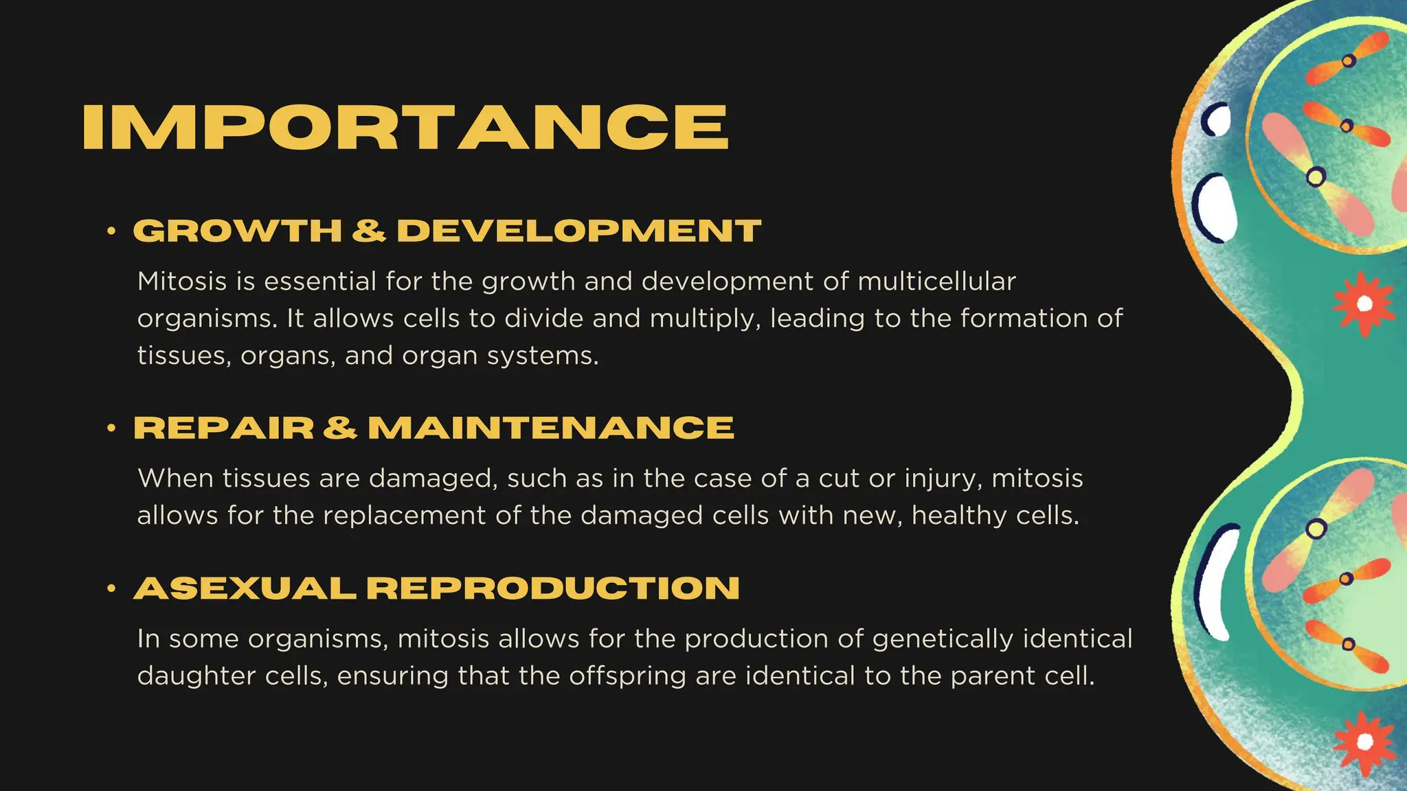 Black and Yellow Illustrative Science Stages of Mitosis Presentation ...