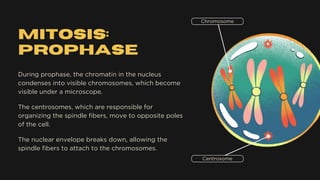 Black and Yellow Illustrative Science Stages of Mitosis Presentation ...