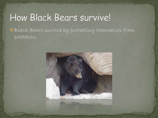 Black bear project | PPTX