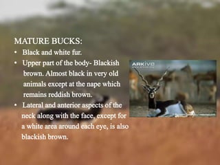 The Black Buck | PPTX