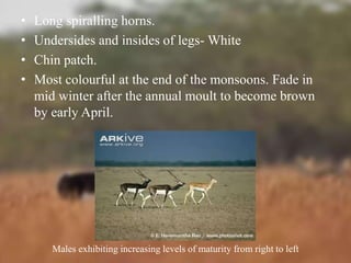 The Black Buck | PPTX