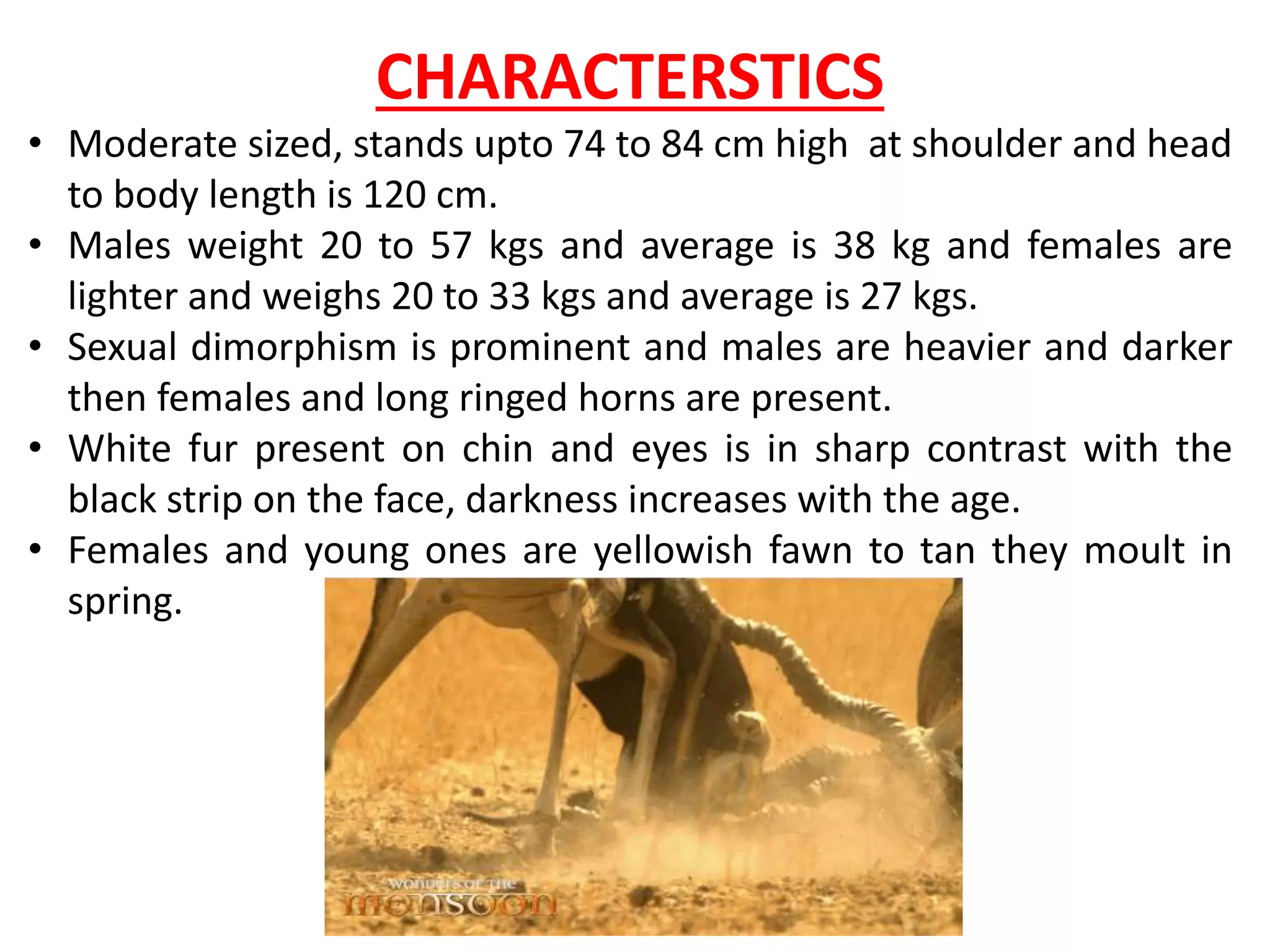 Blackbuck | PPTX