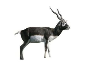 Blackbuck | PPTX