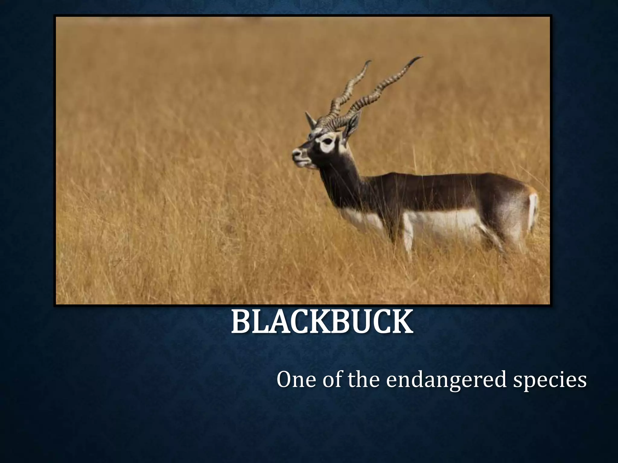 Blackbuck | PPTX