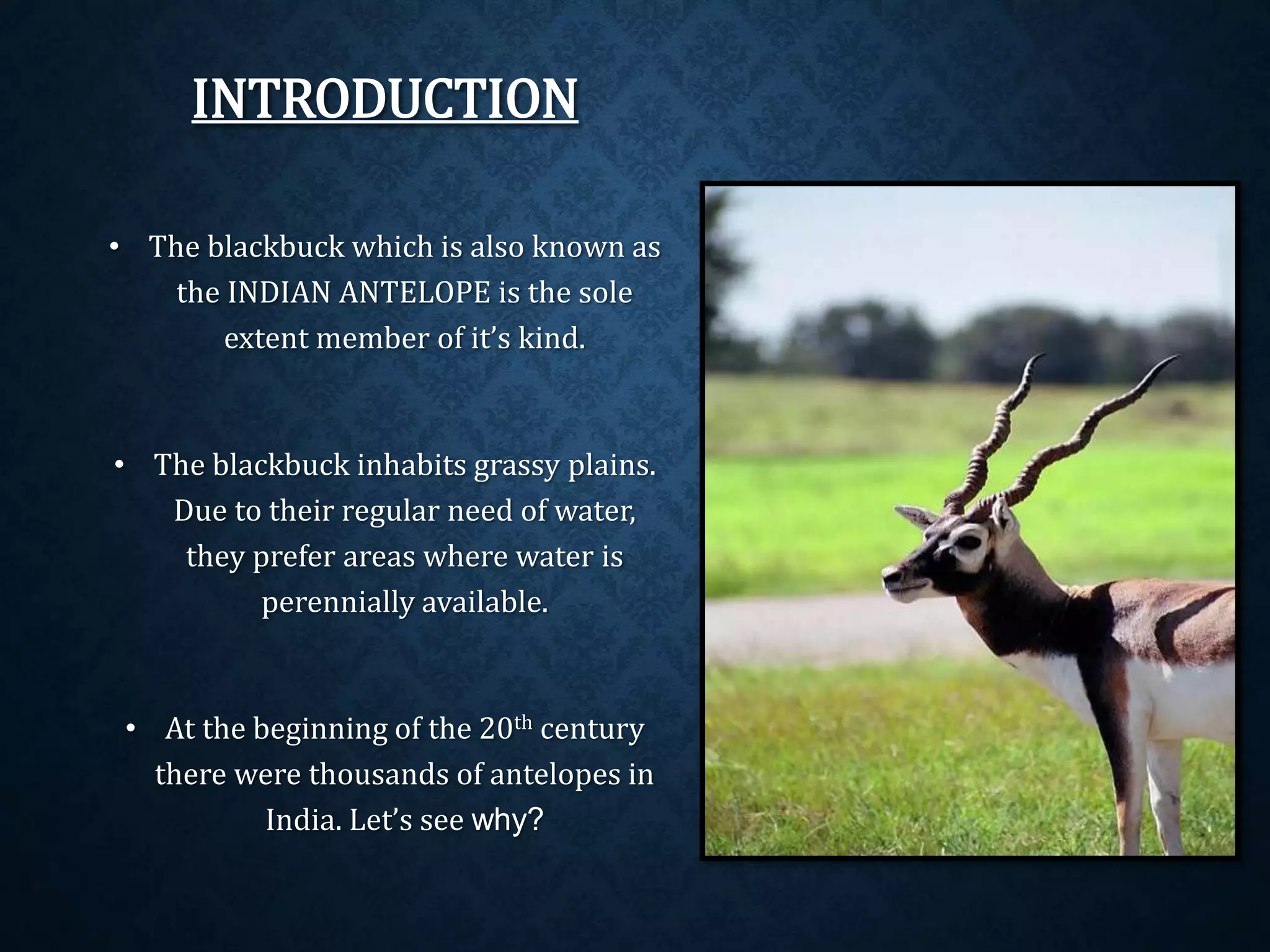 Blackbuck | PPTX