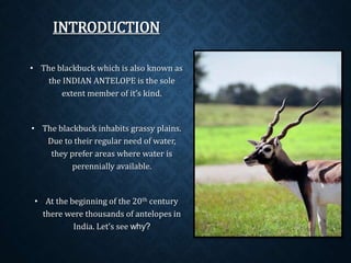 Blackbuck | PPTX