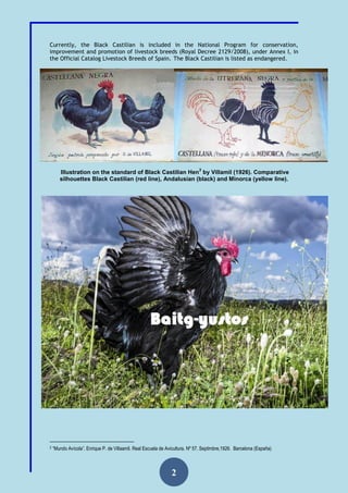Black castilian hen Ganeca 2015 The chicken of Cristopher Columbus | PDF
