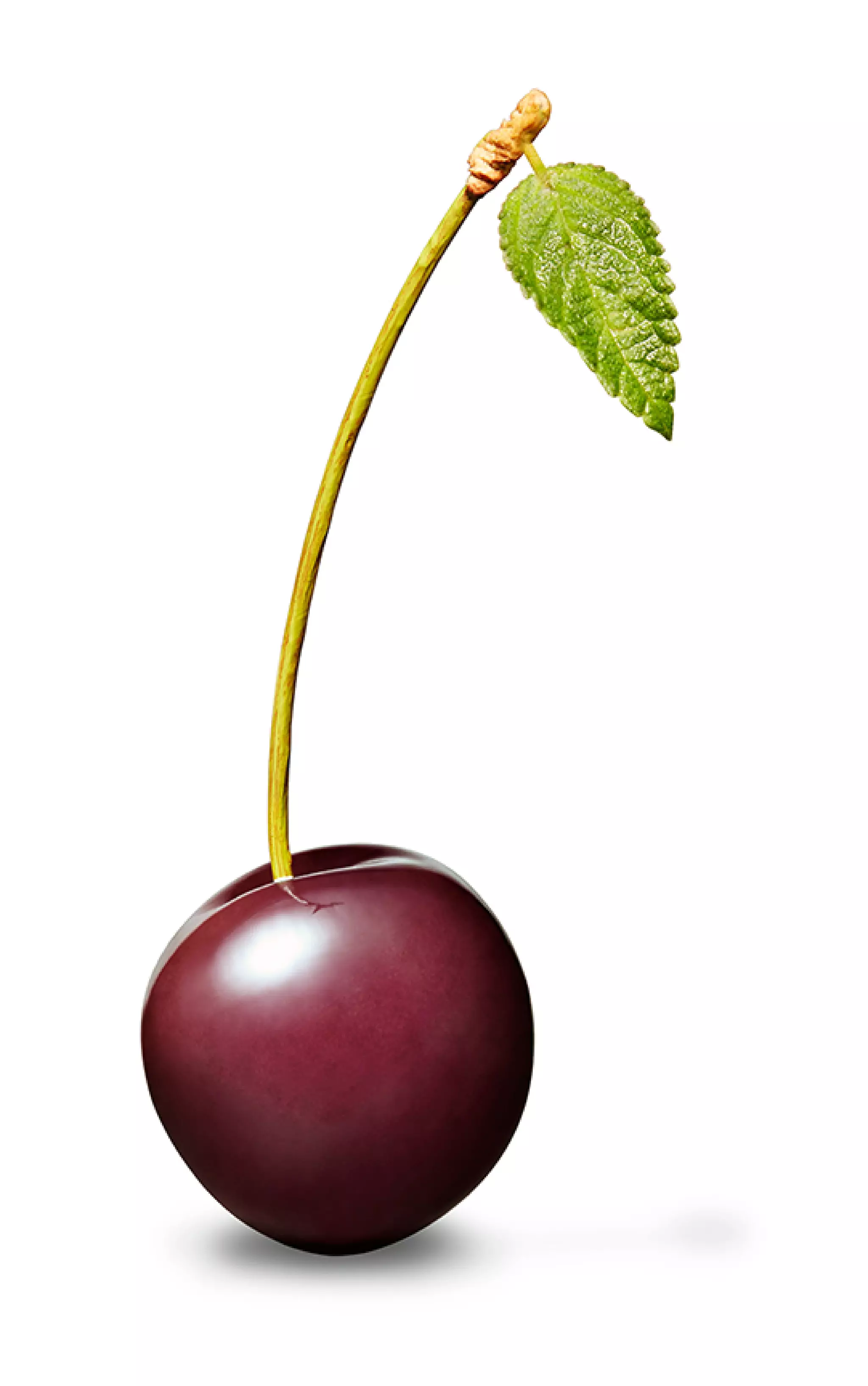 Black cherry | PDF