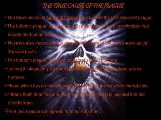 BlackDeath_002.ppt | Infectious Diseases | Diseases and Conditions