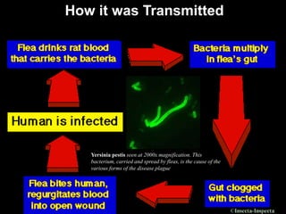 BlackDeath_002.ppt | Infectious Diseases | Diseases and Conditions