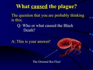 Black death & 100 years war | PPT