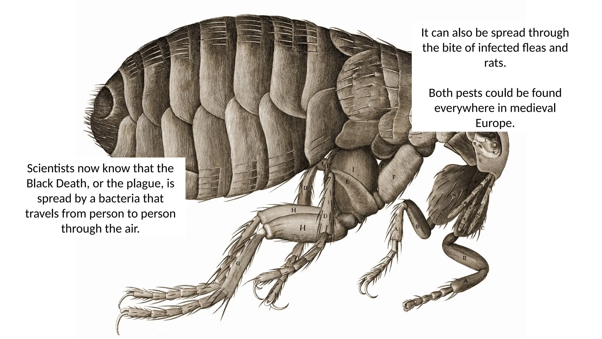 BlackDeathIntroductiontotheGreatPlague-1.pptx