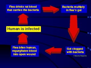 Black death powerpoint | PPT