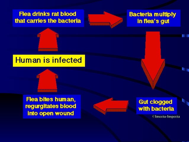 Black death powerpoint | PPT | Infectious Diseases | Diseases and ...