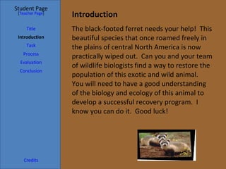 Black Footed Ferret Webquest | PPT | Veterinary Medicine | Pets