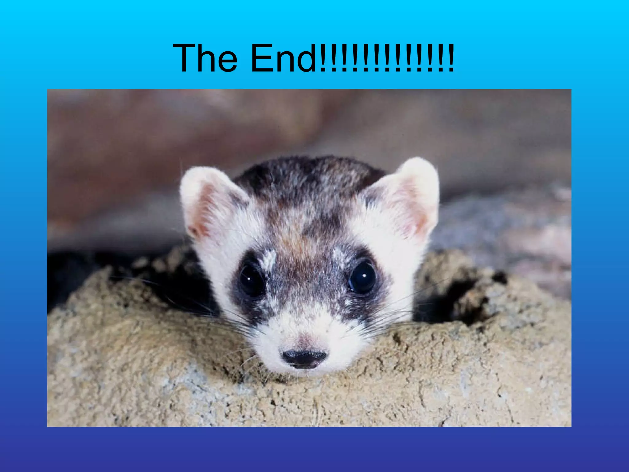 Black footed ferret | PPT
