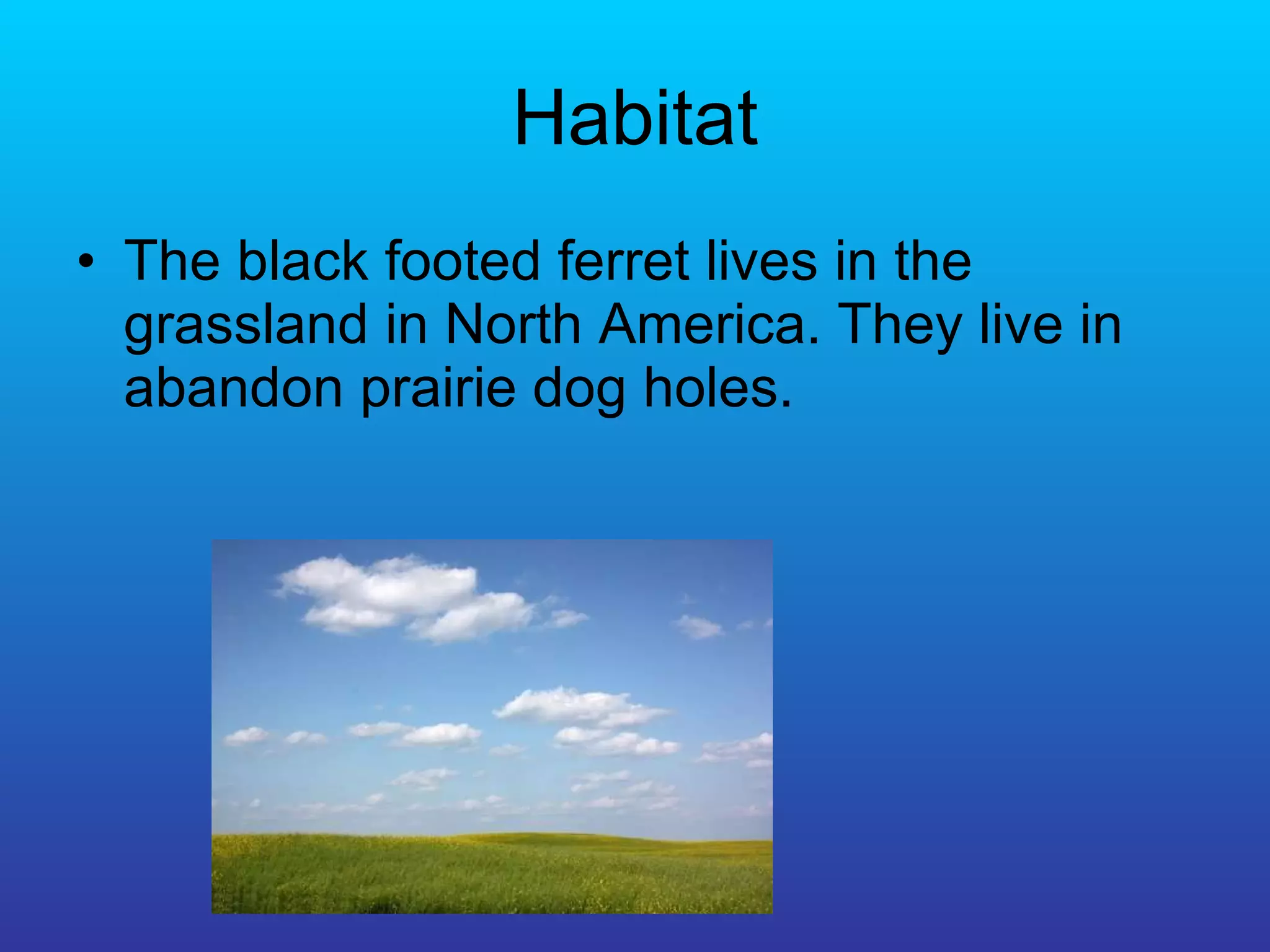 Black footed ferret | PPT