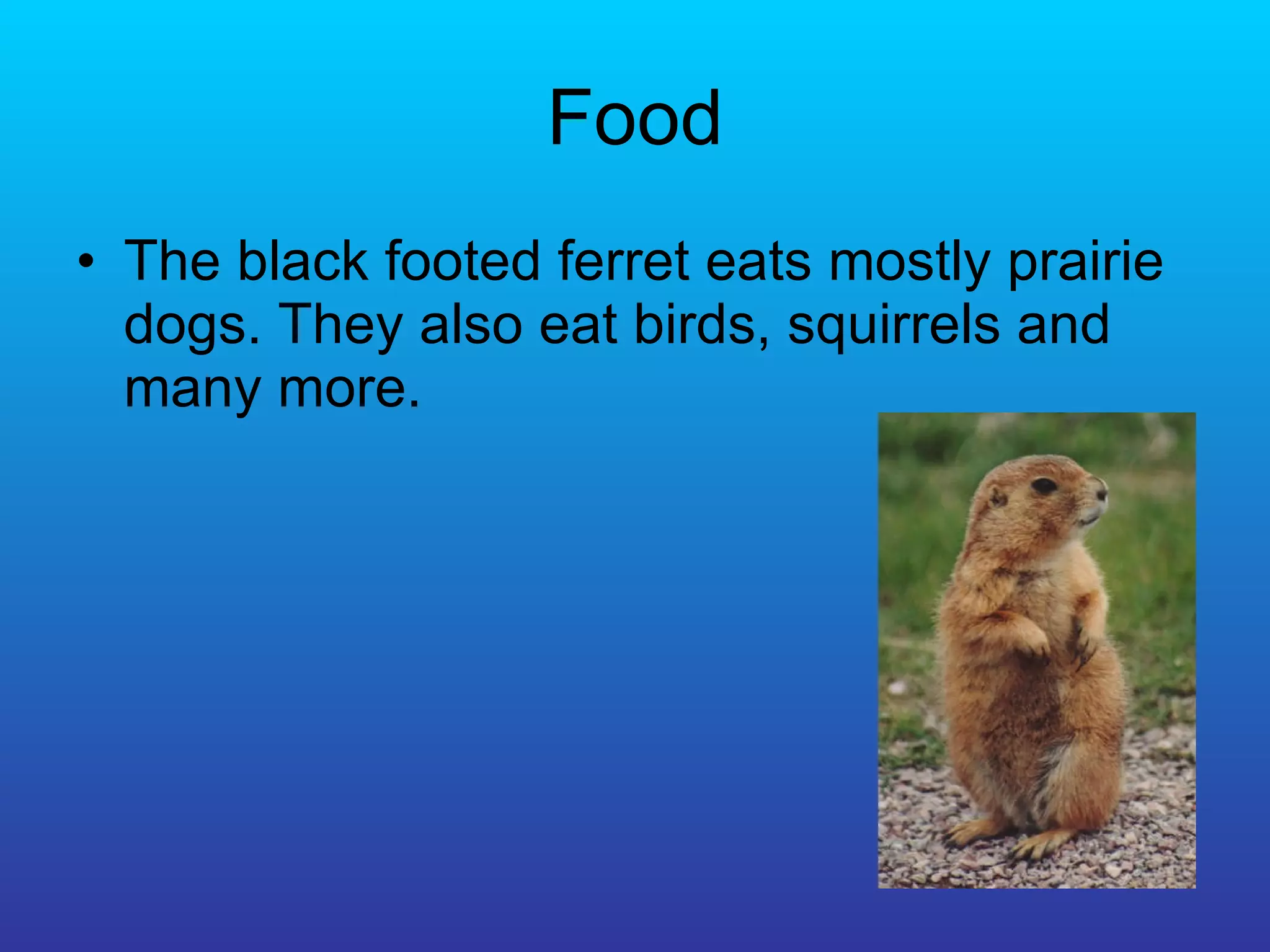 Black footed ferret | PPT