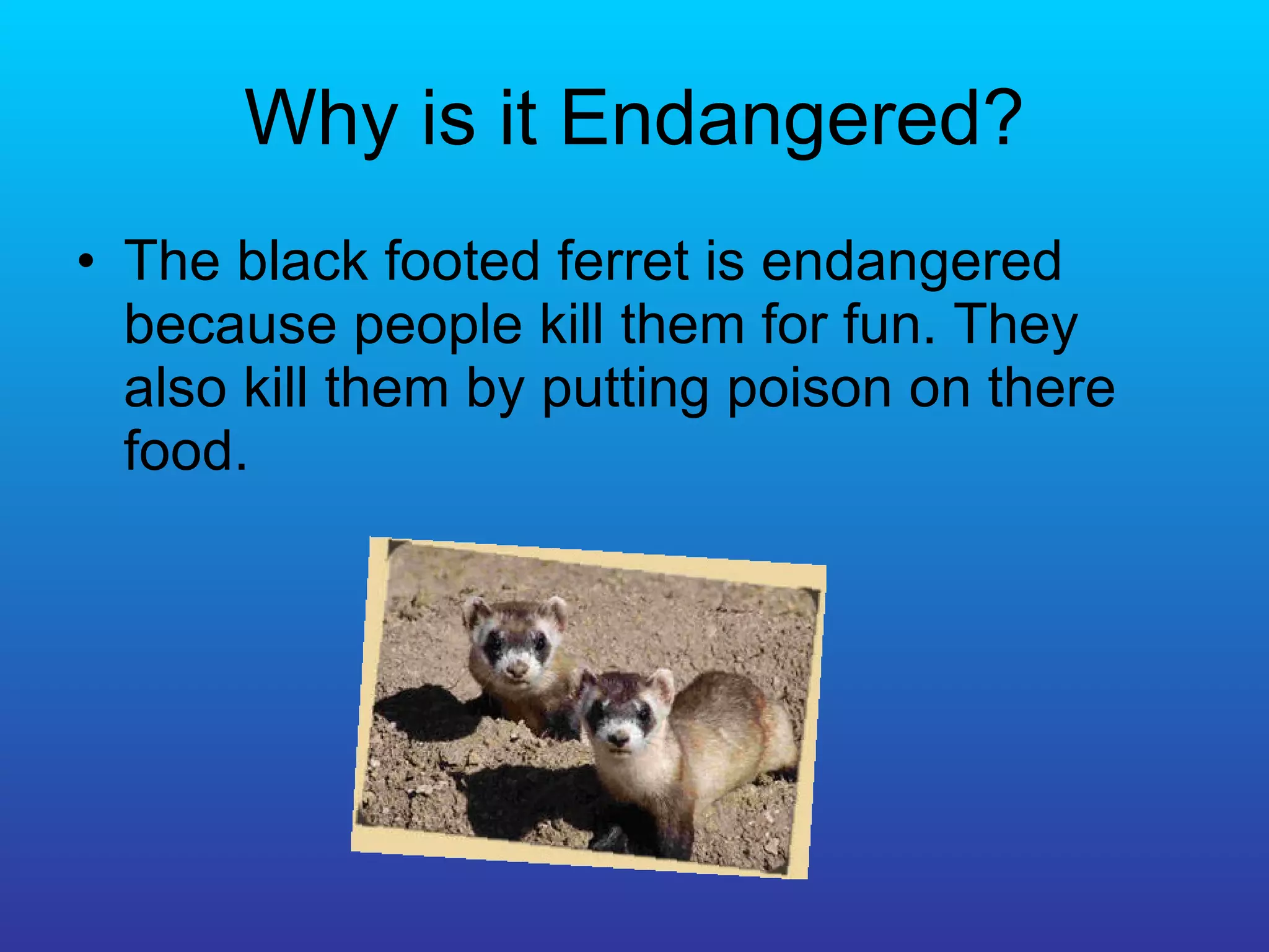 Black footed ferret | PPT