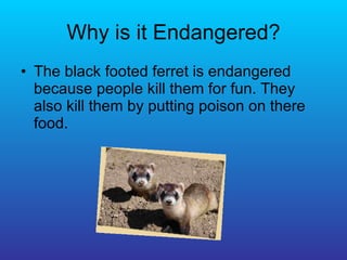 Black footed ferret | PPT