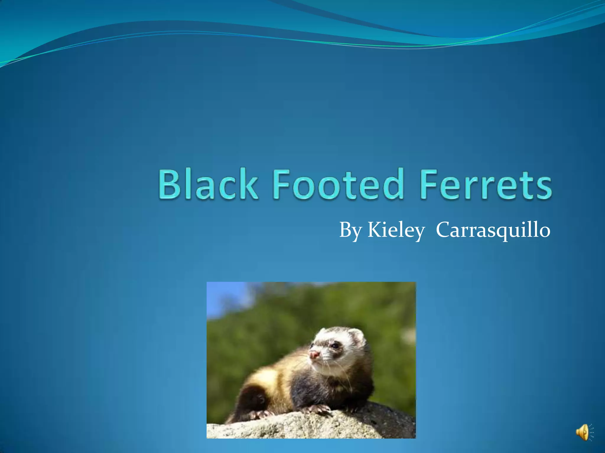 Black footed ferrets | PPTX