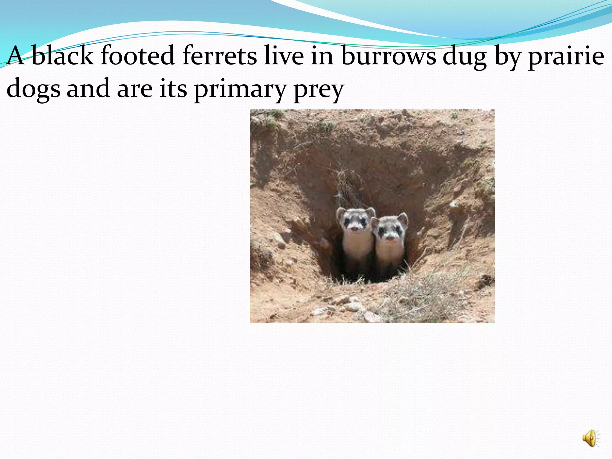 Black footed ferrets | PPTX