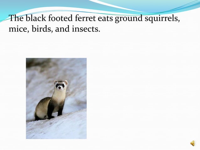 Black footed ferrets | PPTX