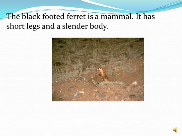 Black footed ferrets | PPTX
