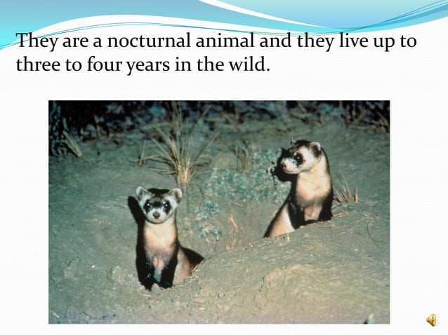 Black footed ferrets | PPTX