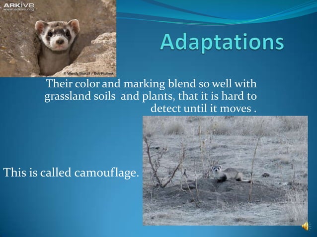 Black footed ferrets | PPTX