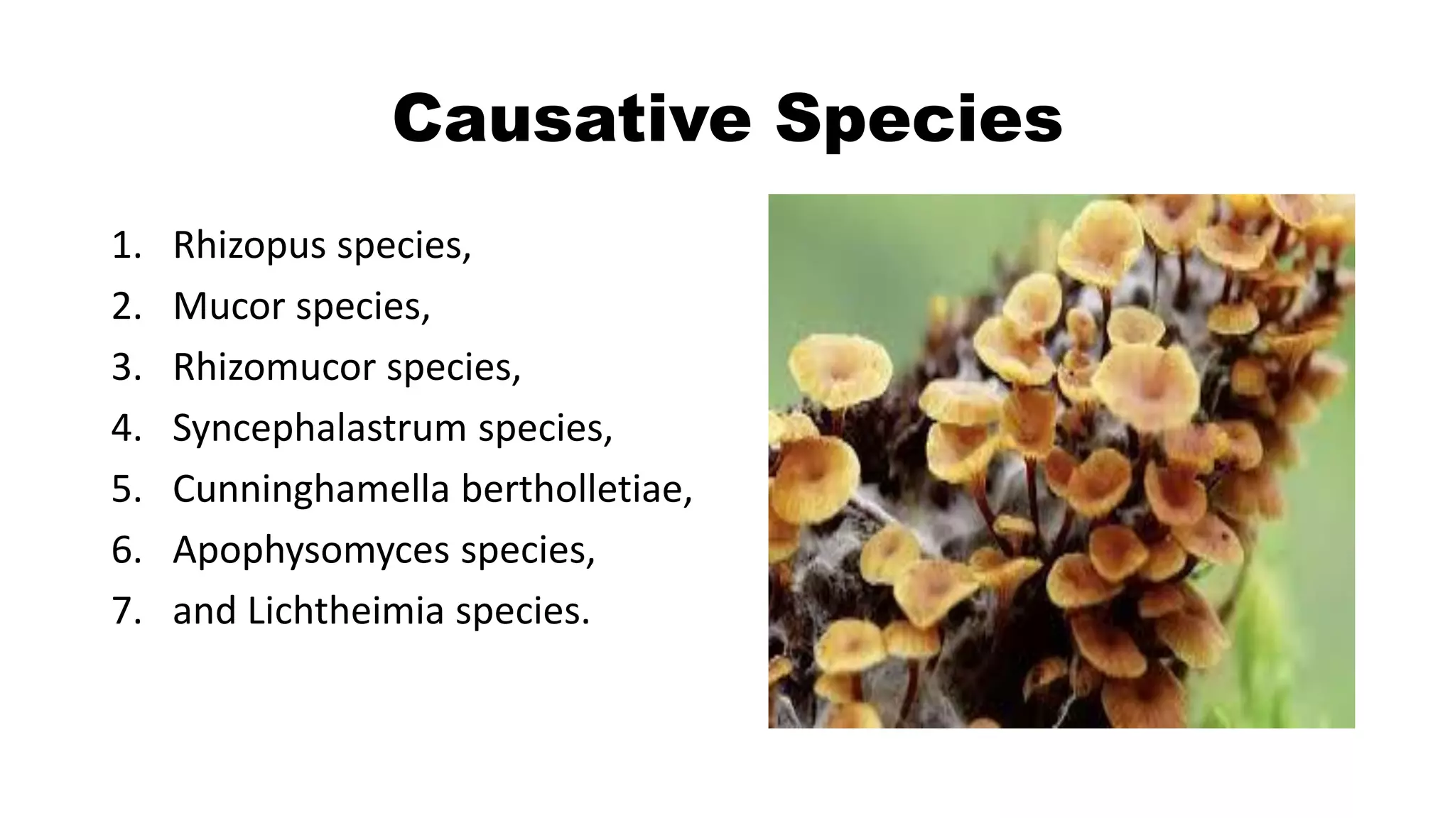 Black fungus #mucormycosis #cutaneous (skin) mucormycosis # ...